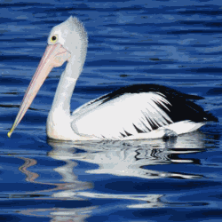 Discover wetland birds | ANSTO Feather Map